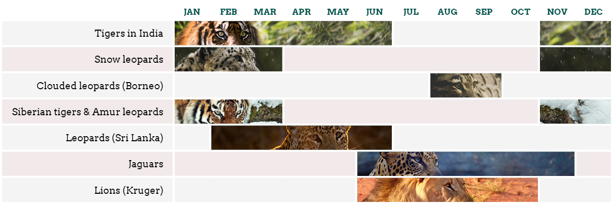 Best time to go on a big cat safari