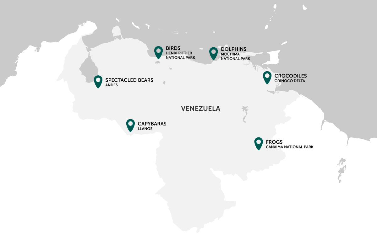 Wildlife in Venezuela