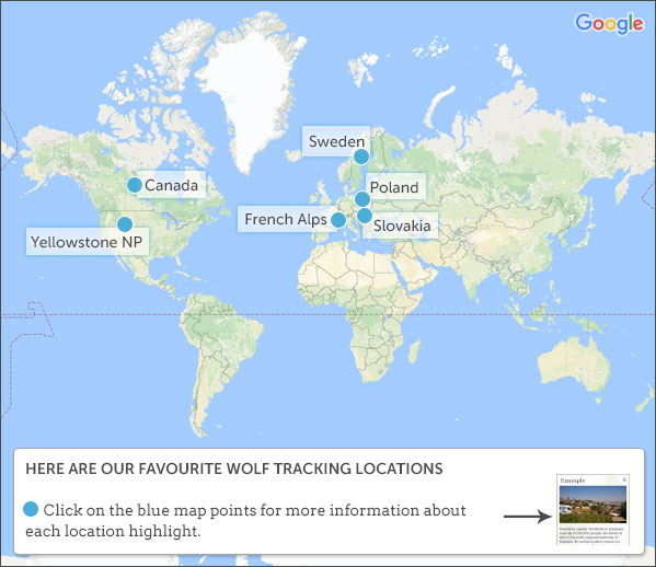 Where to go on a wolf tracking vacation