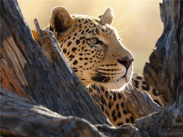 Botswana wildlife safari | Responsible Travel