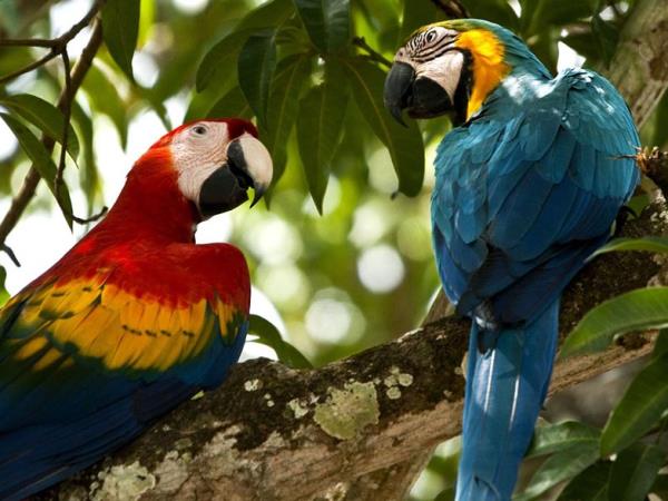 Amazon rainforest vacations. Vacations & vacations in Amazon rainforest ...