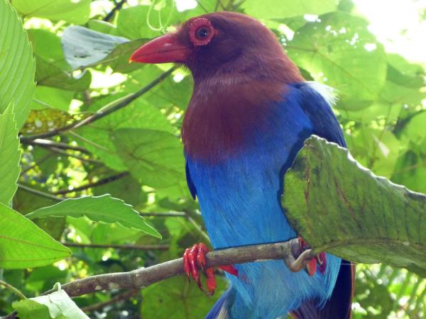 Bird watching vacations in 2026 & 2027 | Responsible Travel