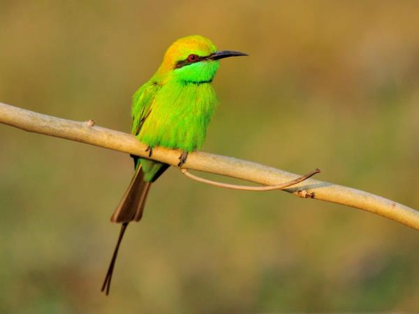 Bird watching vacations & bird watching tours - Responsible Travel