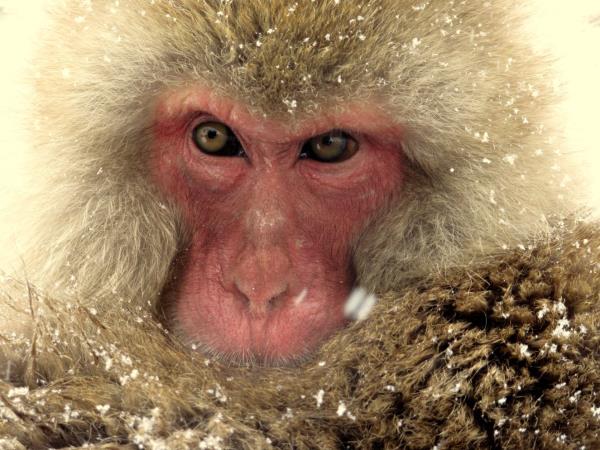 Where to see snow monkeys in Japan