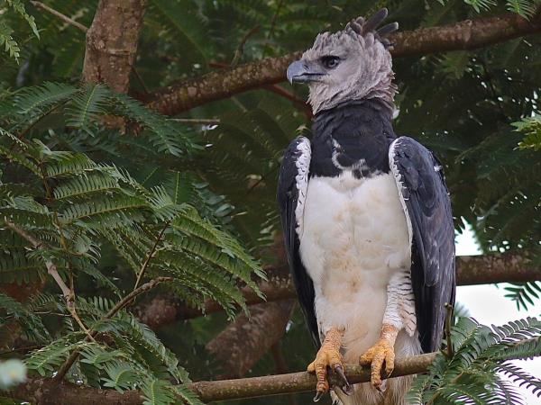 Rainforest Harpy Eagle