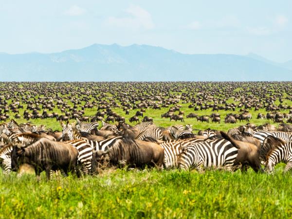 Serengeti travel guide