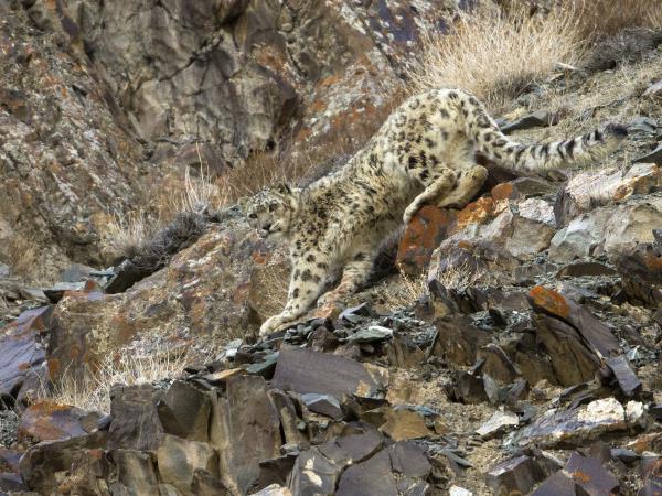 Camouflage Snow Leopard