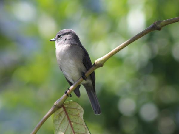 Bird watching vacations & bird watching tours - Responsible Travel