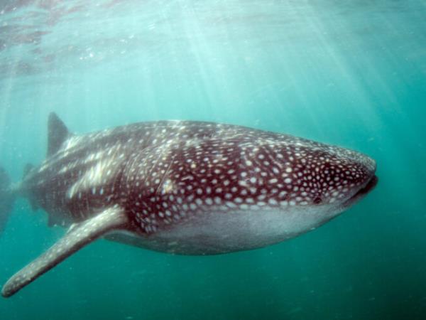 Baja California travel guide