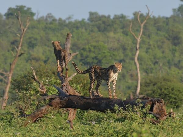 Wildlife conservation activities