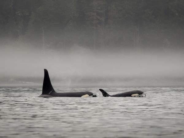 Kayaking with orcas in British Columbia, 4 days | Responsible Travel