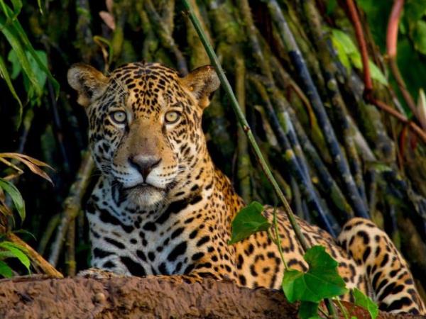 Amazon rainforest vacations & tours in 2025 & 2026 | Responsible Travel