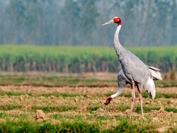 Bird watching vacations & bird watching tours - Responsible Travel