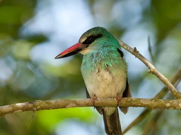 Bird watching vacations & bird watching tours - Responsible Travel