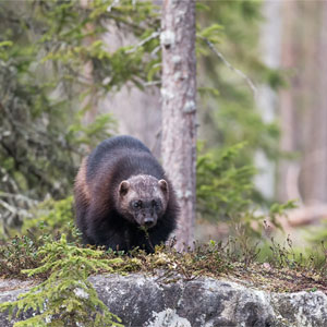 Wildlife in Europe travel guide