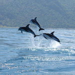 Where to swim with whales & wild dolphins