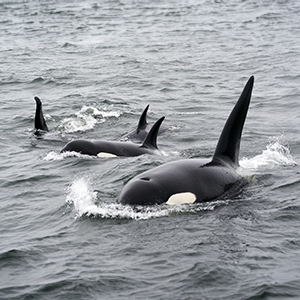 Best places to see orcas in the wild