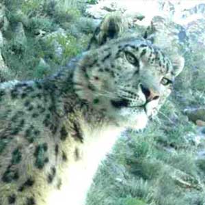 Snow leopard tracking review