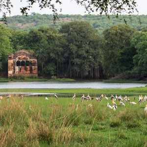 Ranthambore National Park travel guide
