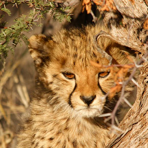 Best place to go on safari