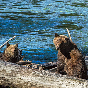 Best time to see wildlife in Canada