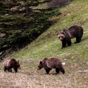 Best time to see wildlife in Romania