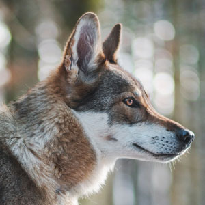 Best time to see wildlife in Romania