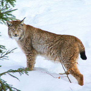 Best time to see wildlife in Romania