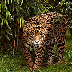 Amazon Rainforest map & highlights