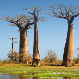 Best place to see lemurs in Madagascar