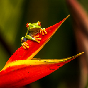 Costa Rica wildife map & highlights
