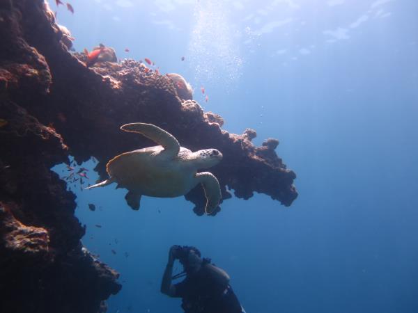 Maldives turtle conservation snorkeling cruise | Responsible Travel