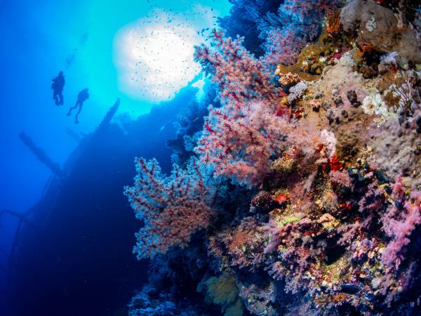 Red Sea liveaboard dive safari | Responsible Travel