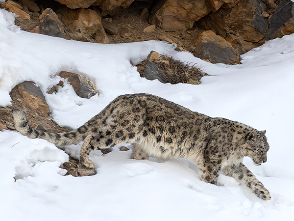 Snow leopards of Spiti trekking tour, India | Responsible Travel