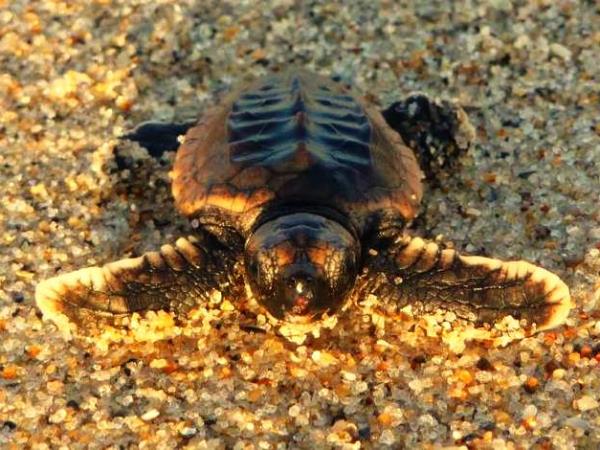 Sea turtle conservation, Belize | Responsible Travel