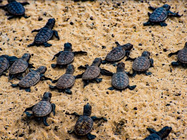 Sea turtle conservation, Belize | Responsible Travel
