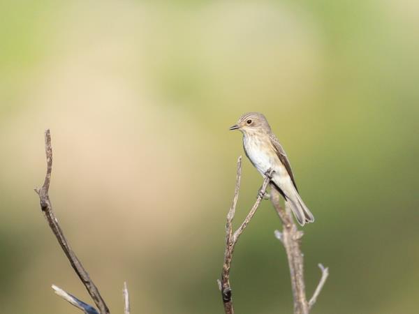 Bird watching in Greece | Responsible Travel