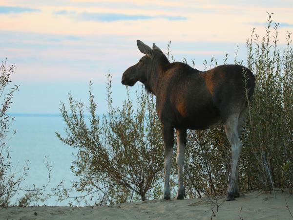 Bird watching vacations. Bird watching tours & vacations. Helping ...