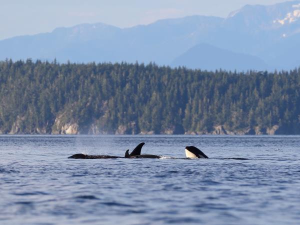 Orca & whale watching vacations in Canada