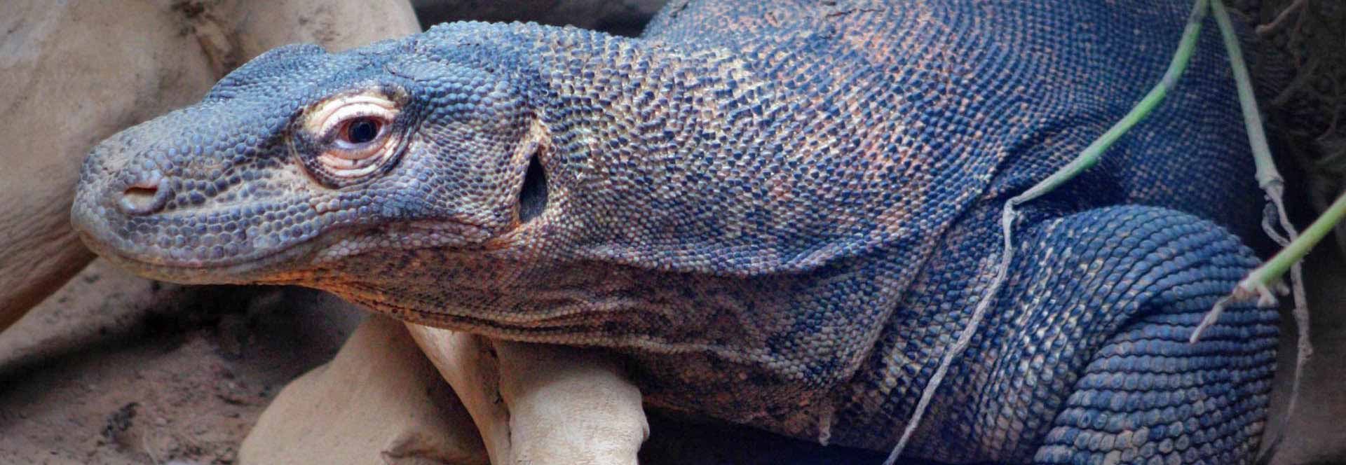 Best time to visit Komodo