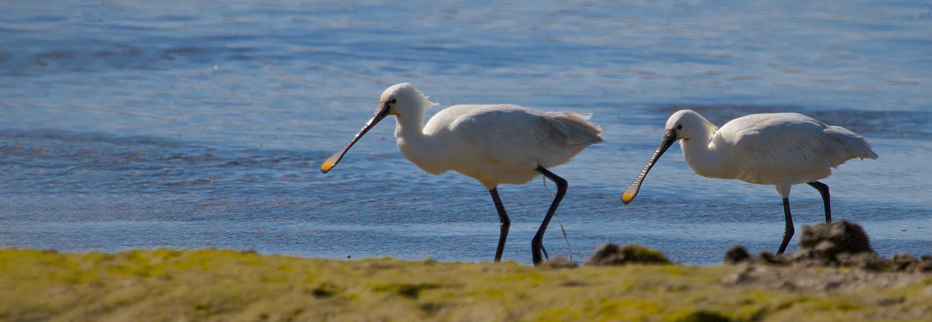 Best nature reserves in the Algarve
