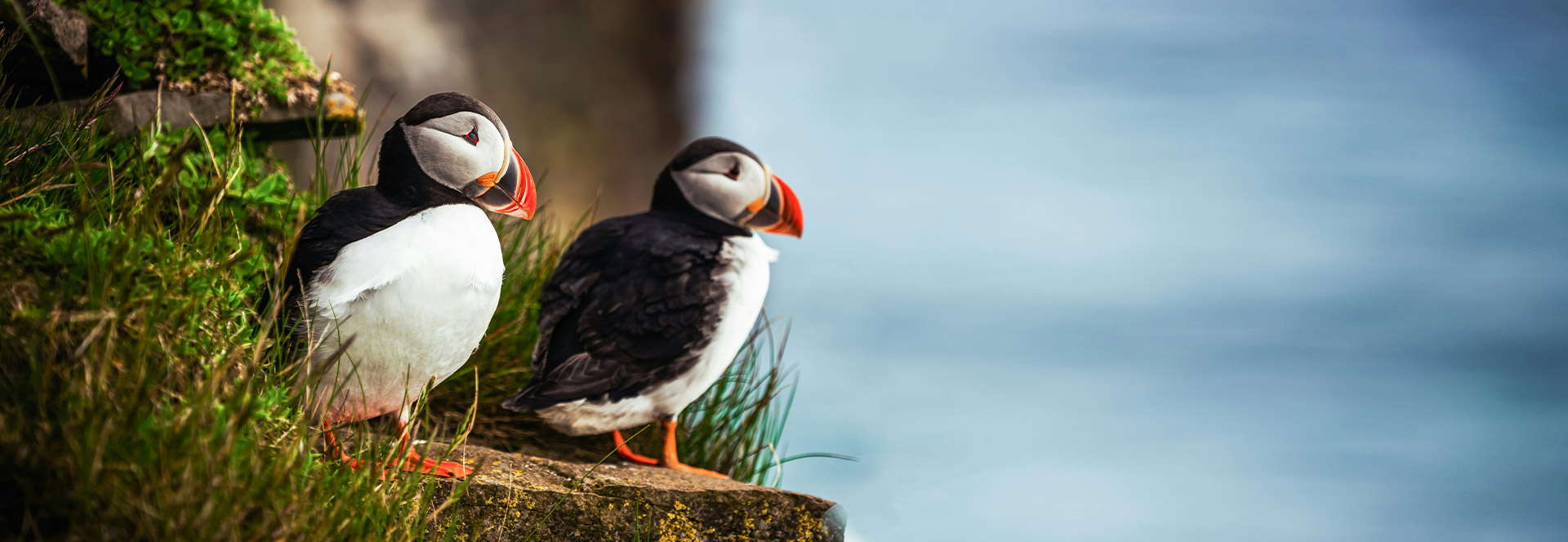 Where to see puffins in the wild