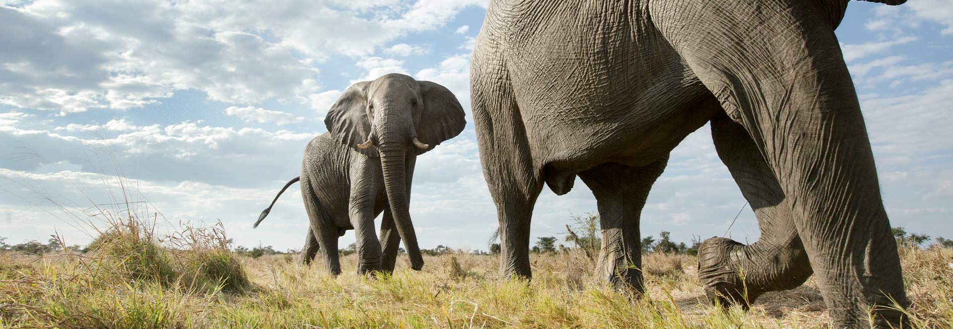 Bush camp safaris in Botswana