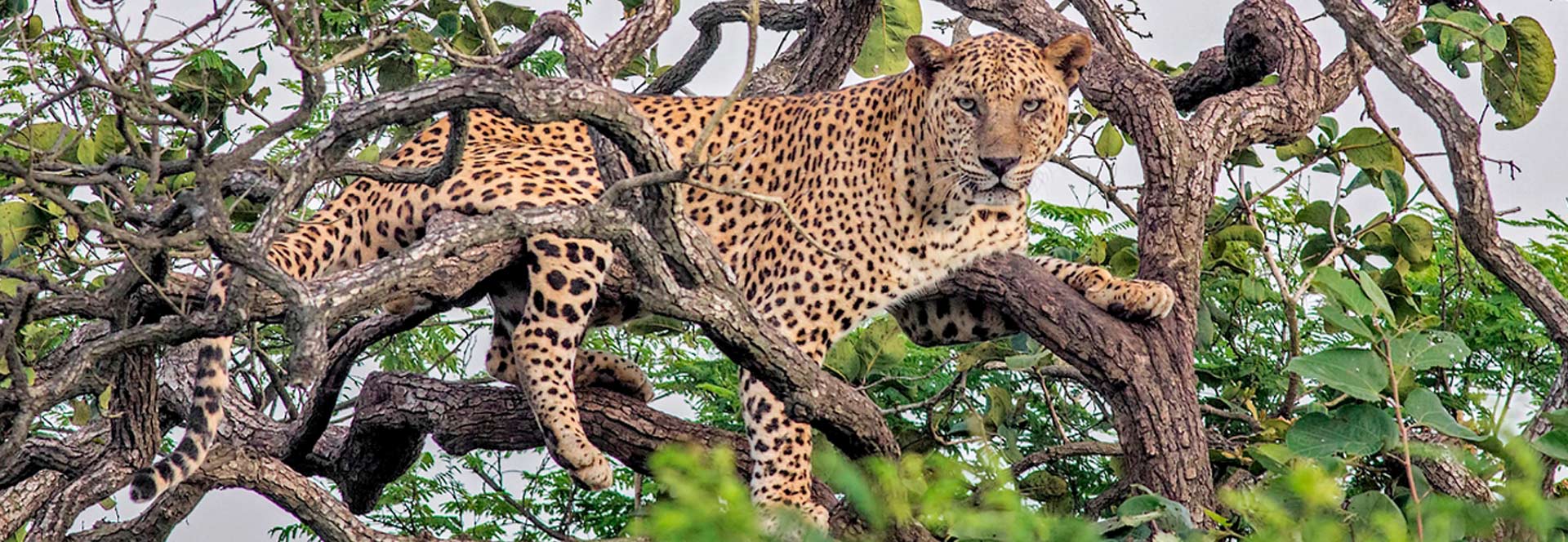 Gir National Park in Gujarat