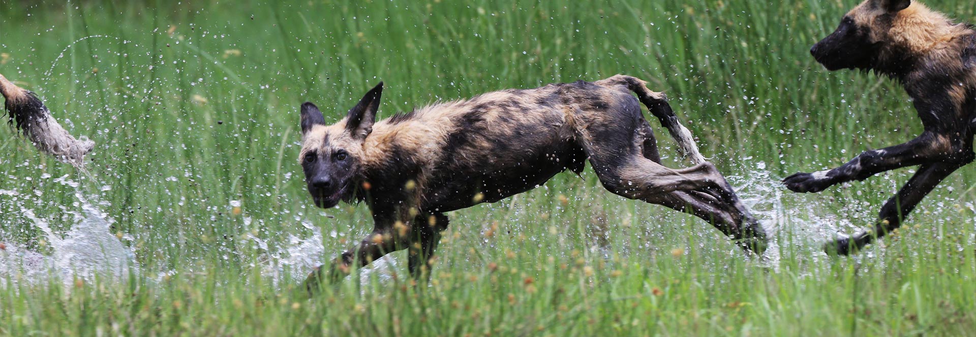 How to see African wild dogs in the wild