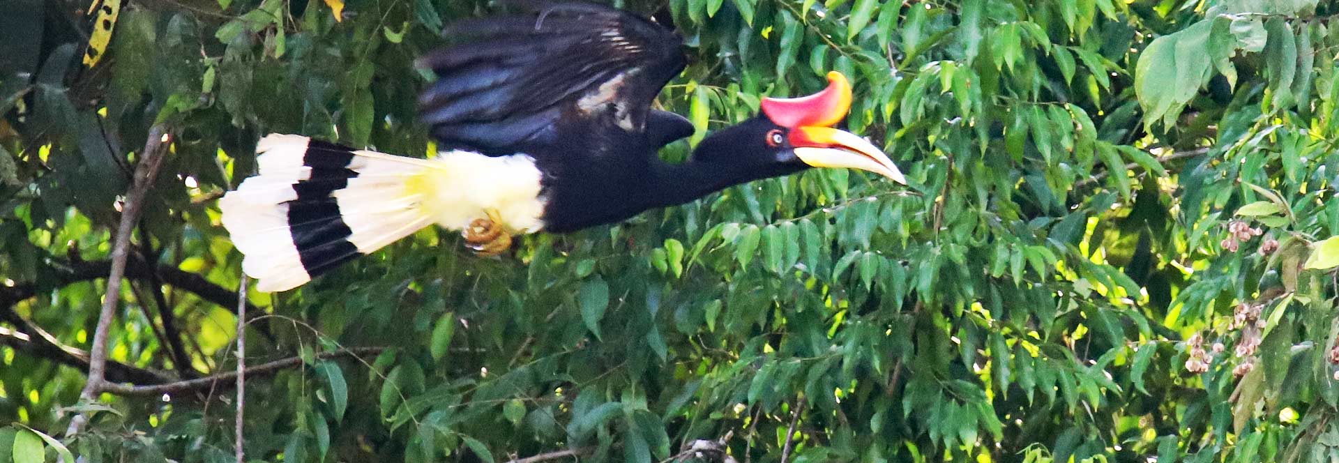 Bird watching in Sarawak