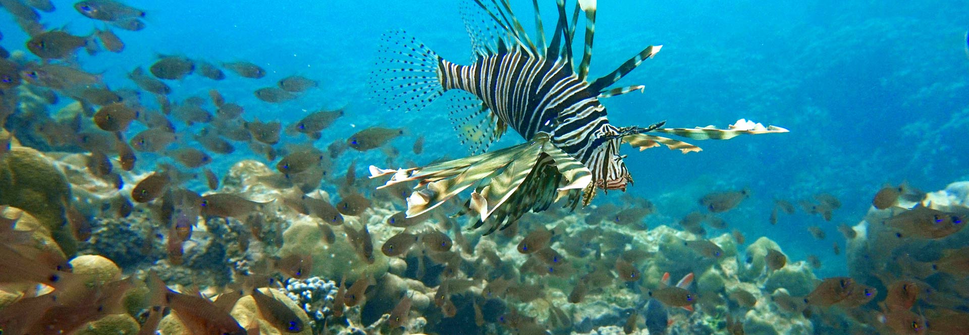 Marine conservation in the Seychelles