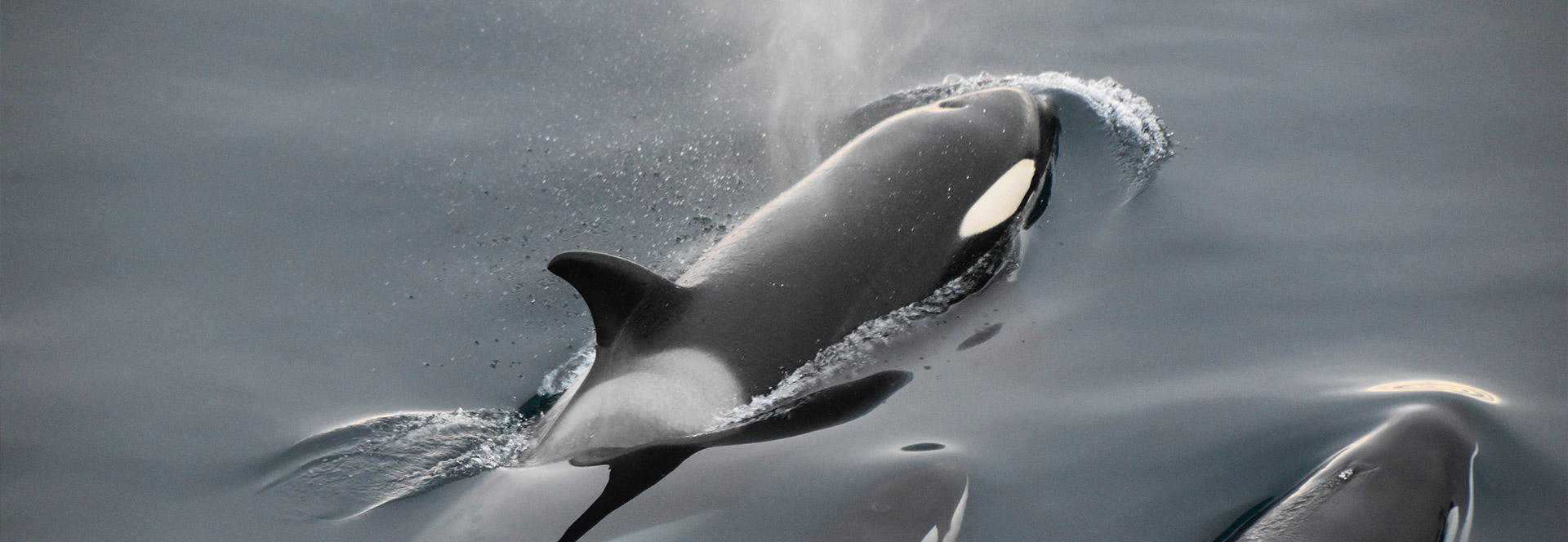 Best places to see orcas in the wild