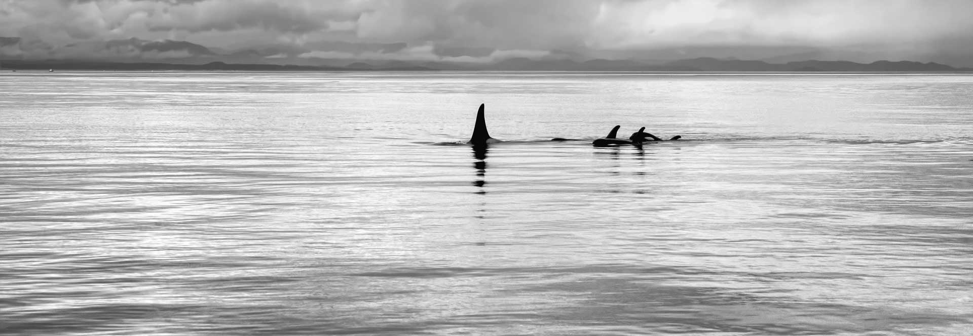 Orca & whale watching vacations in Canada